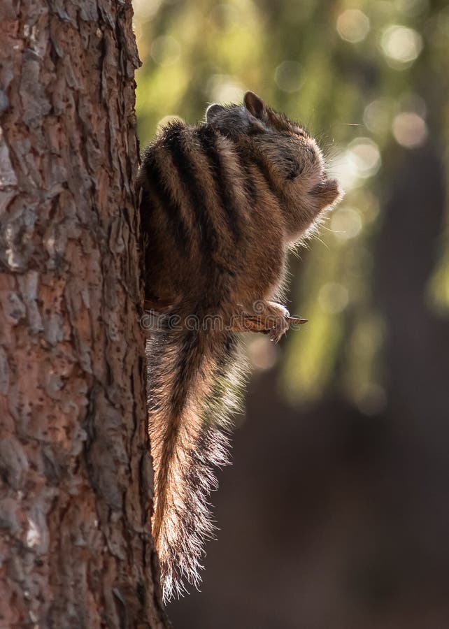 Striped Chipmunk Sitting on a Tree Stock Photo - Image of eating ...