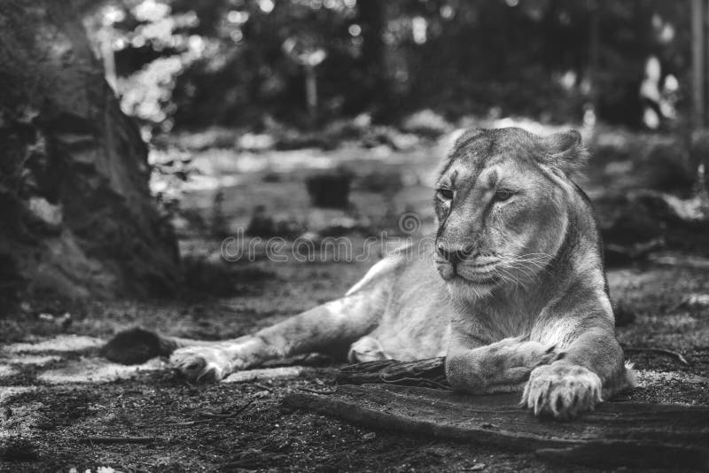 115 Sad Lioness Stock Photos - Free & Royalty-Free Stock Photos from ...