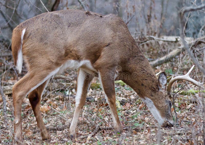 Beautiful Strong Male Deer with Horns Stock Image - Image of emotions ...