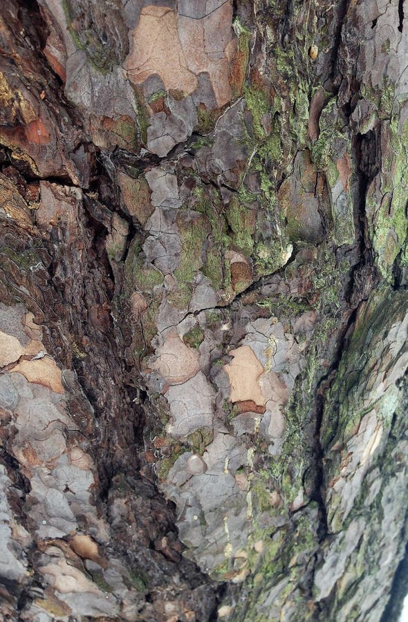 Beautiful Structural Surface of the Bark on Different Trees. Just Bark ...