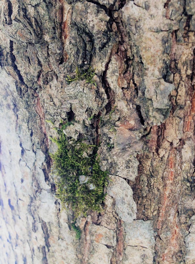 Beautiful Structural Surface of the Bark on Different Trees. Just Bark ...