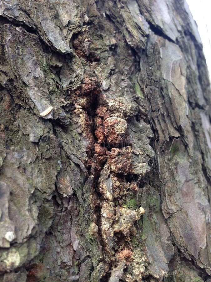 Beautiful Structural Surface of the Bark on Different Trees. You Will ...