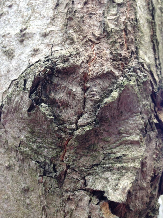 122 Look Picture See Skull Stock Photos - Free & Royalty-Free Stock ...