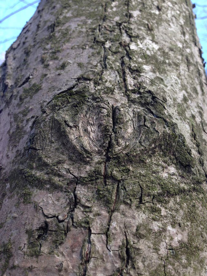 122 Look Picture See Skull Stock Photos - Free & Royalty-Free Stock ...