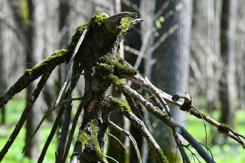 Beautiful Stump in the Forest Looks Like an Alien Stock Image - Image ...