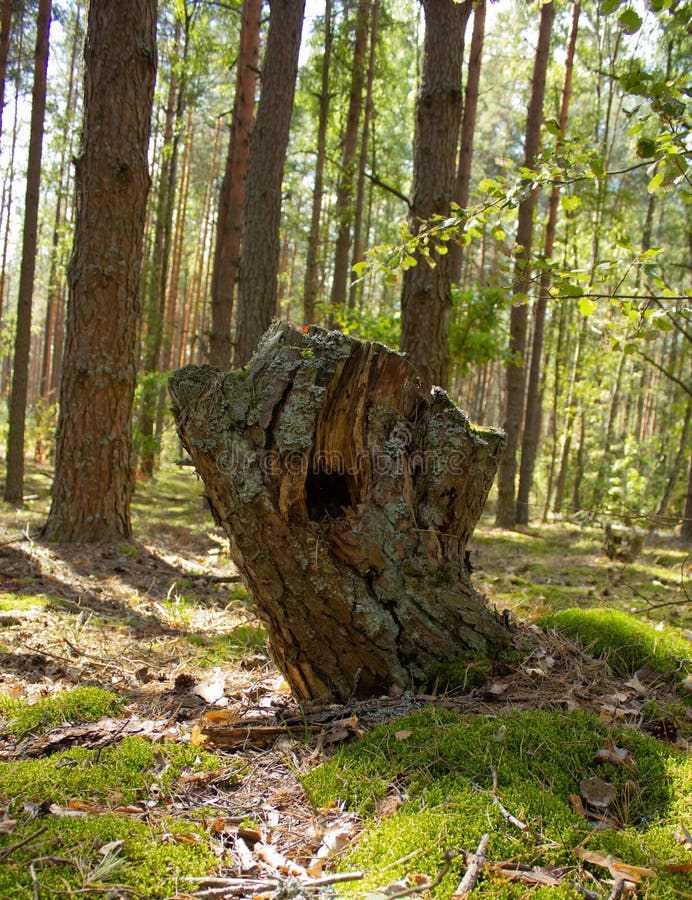 Beautiful Stump from an Old Tree in a Sunny Clean Forest. the Stump ...