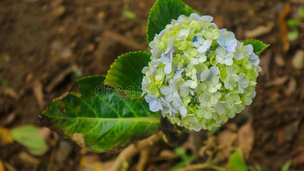 Beautiful and Stunning Green Hydrangea Stock Image - Image of hydrangea ...