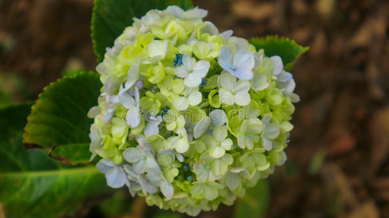 Beautiful and Stunning Green Hydrangea Stock Photo - Image of beauty ...