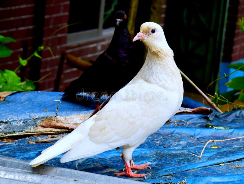Piegon in Hand,blackeved & White Headed Stock Photo - Image of white ...