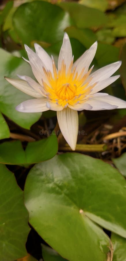 Beautiful and Stunning Lotus Flower Stock Image - Image of beautiful ...