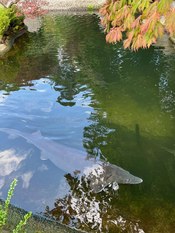 Beautiful Sturgeon Fish Swimming in Zoological Park Stock Photo - Image ...