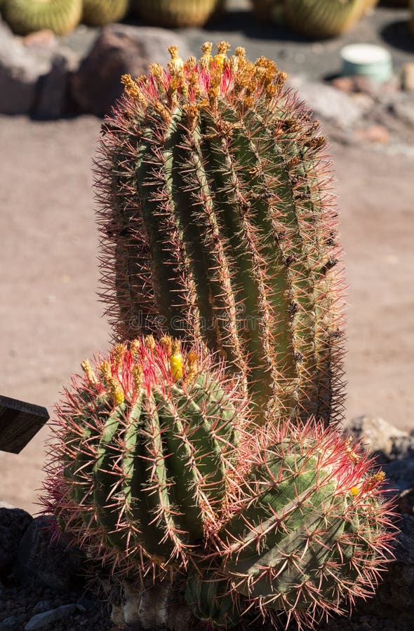 Beautiful Succulent Cactus Plants in Garden Stock Image - Image of ...