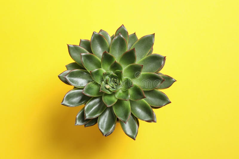 Beautiful Succulent Plant on Color Background Stock Image - Image of ...