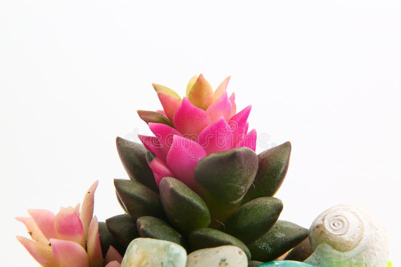Beautiful Succulent Plant with a White Background Stock Photo - Image ...