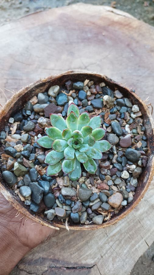 A Beautiful Succulent Planted in a Coconut Shell Stock Image - Image of ...