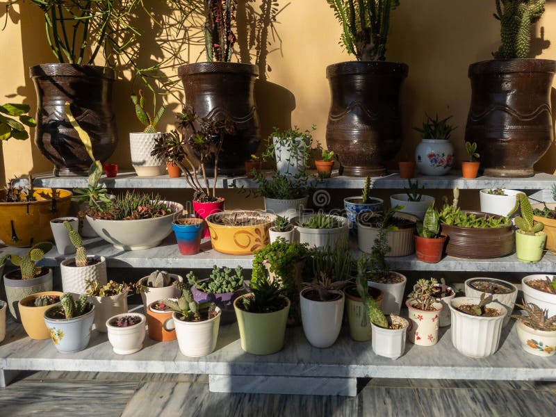 Display of Succulents and Cactus on a Shelf Stock Photo - Image of ...