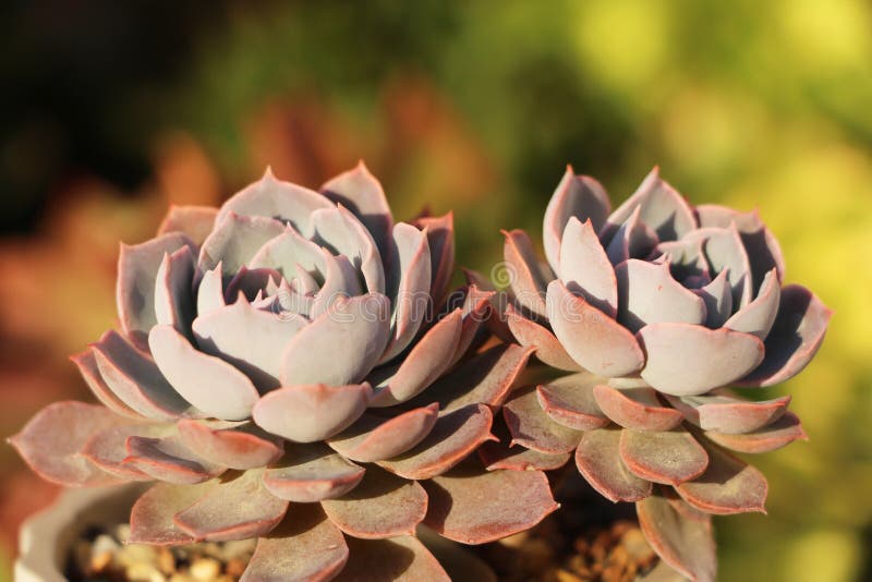 Beautiful Succulents in Spring Sunshine Leaves Editorial Image - Image ...