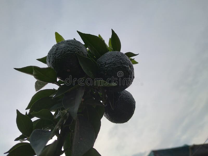 Beautiful Sudachi Fruits are Smiling in the Afternoon Stock Photo ...
