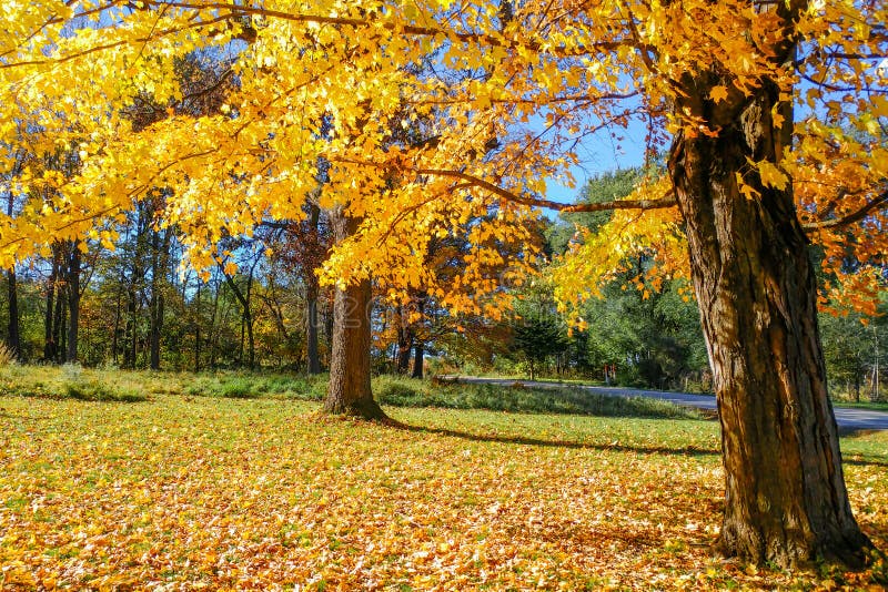 Yellow Maple Tree, Fall, Autumn Stock Photo - Image of maple, syrup ...