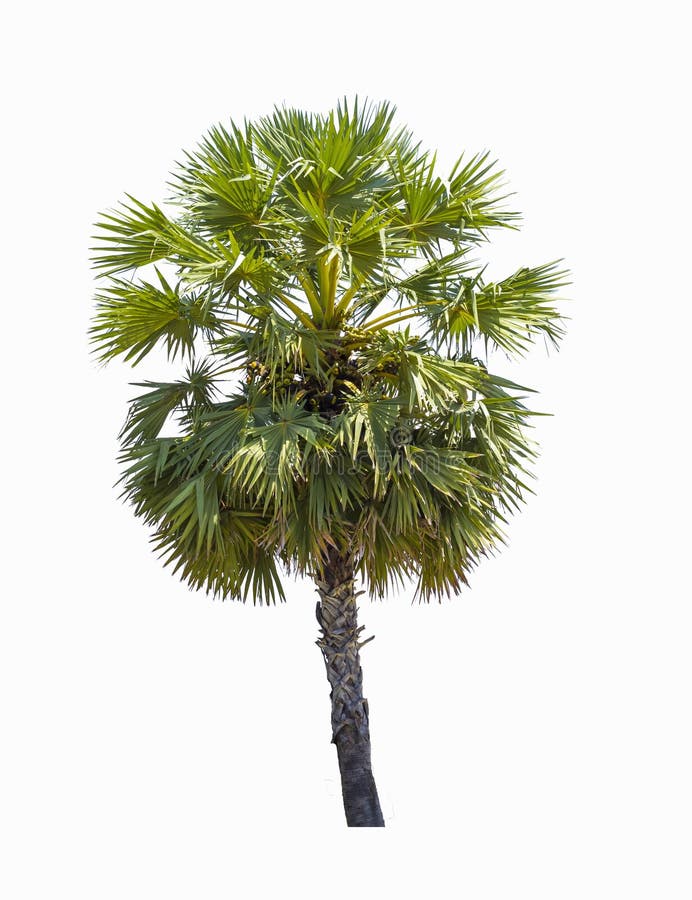 Beautiful Sugar Palm Isolated on the White Background Stock Photo ...