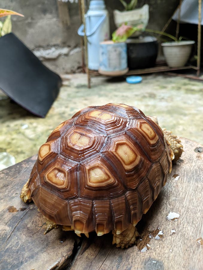 Beautiful sulcata tortoise stock photo. Image of wildlife - 284400328
