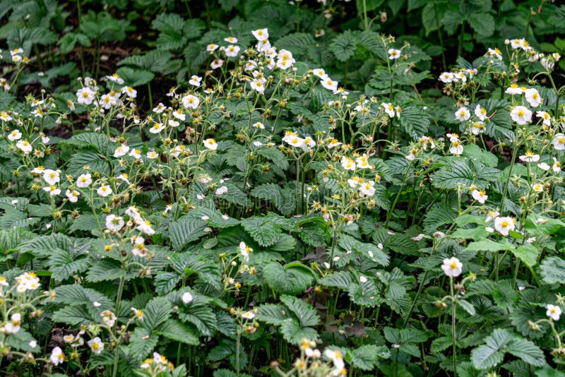 Beautiful Summer Background of Flowering Strawberry Bushes. Stock Photo ...
