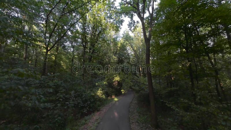 Beautiful Summer Day in the Forest. Smooth Flight Along the Path and ...