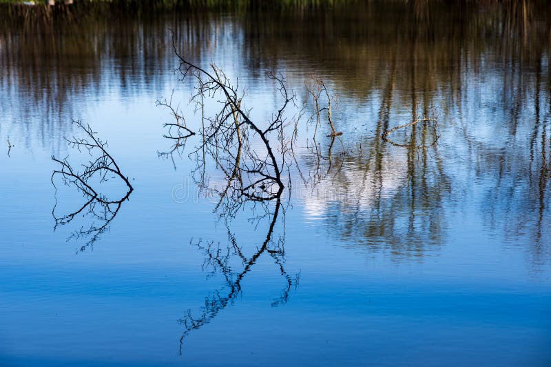 Beautiful Summer Day at the Lake, Tree Reflections in Blue Water Stock ...
