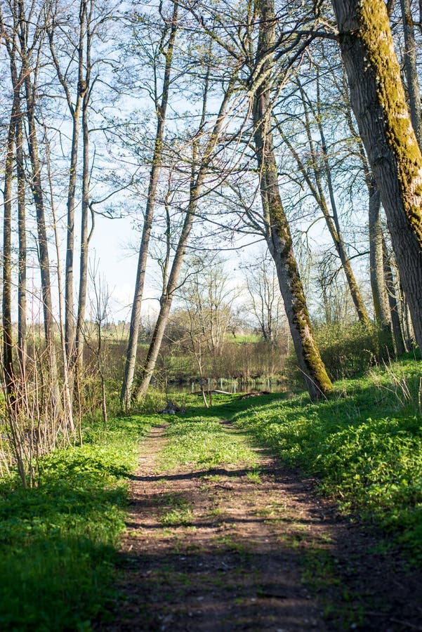 Beautiful Summer Day at the Lake, Tree Reflections in Blue Water Stock ...