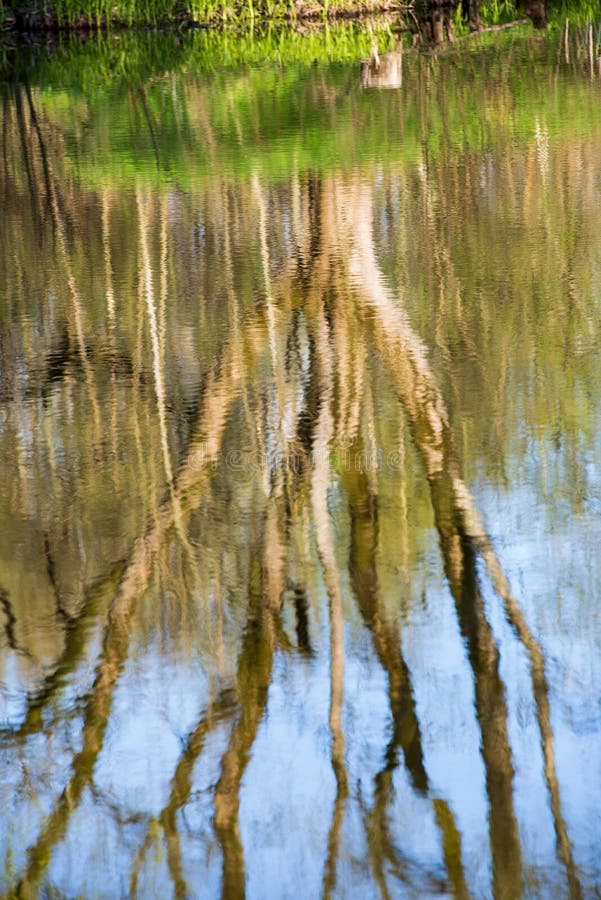 Beautiful Summer Day at the Lake, Tree Reflections in Blue Water Stock ...