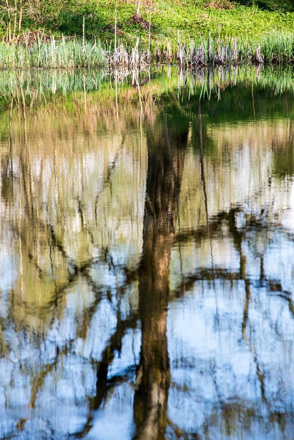 Beautiful Summer Day at the Lake, Tree Reflections in Blue Water Stock ...