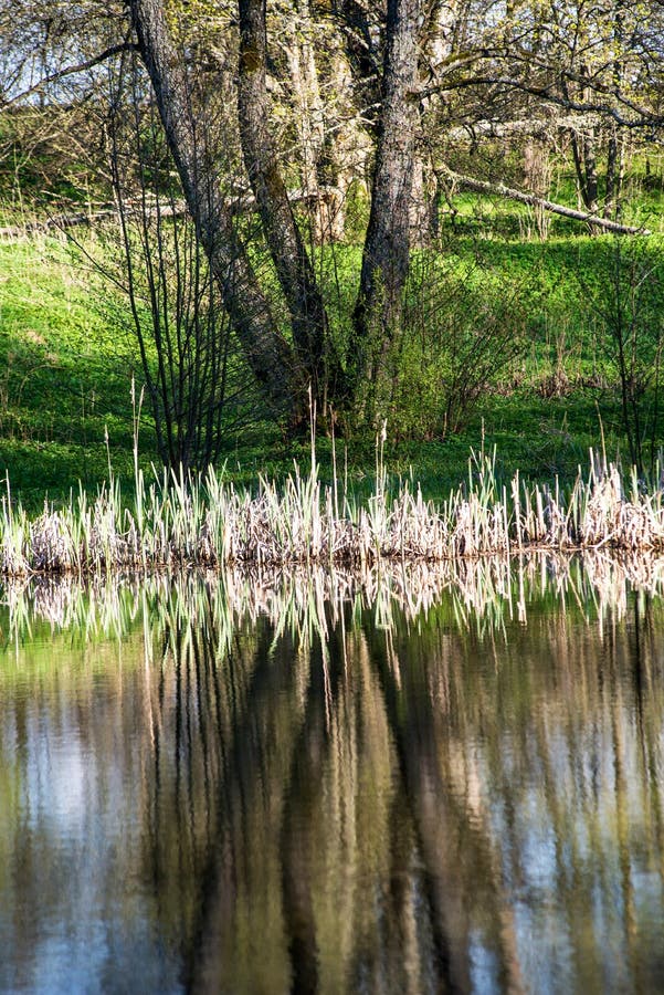 Beautiful Summer Day at the Lake, Tree Reflections in Blue Water Stock ...