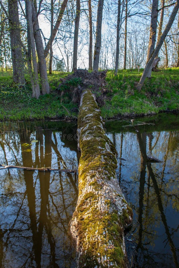 Beautiful Summer Day at the Lake, Tree Reflections in Blue Water Stock ...