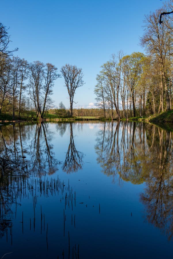 Beautiful Summer Day at the Lake, Tree Reflections in Blue Water Stock ...