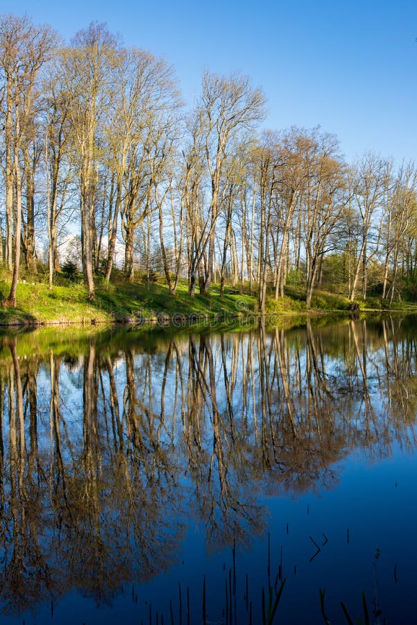 Beautiful Summer Day at the Lake, Tree Reflections in Blue Water Stock ...