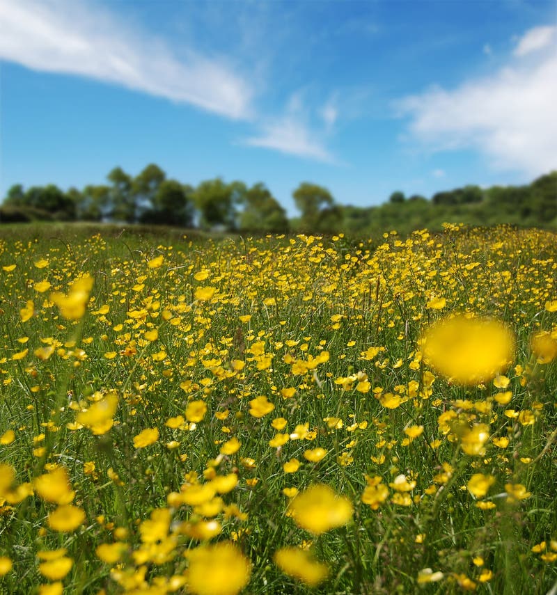 Dandelion Field Summer stock photo. Image of botany, grass - 18878646