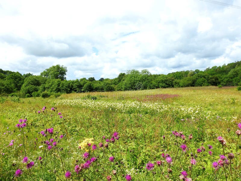 Beautiful Summer Field, Lithuania Stock Image - Image of green, full ...