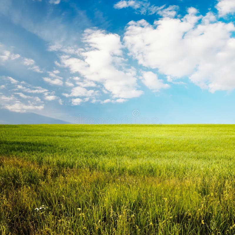 Beautiful summer fields stock image. Image of peaceful - 241940547