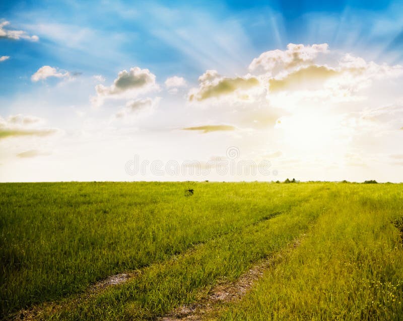 Beautiful summer fields stock photo. Image of horizon - 245015920