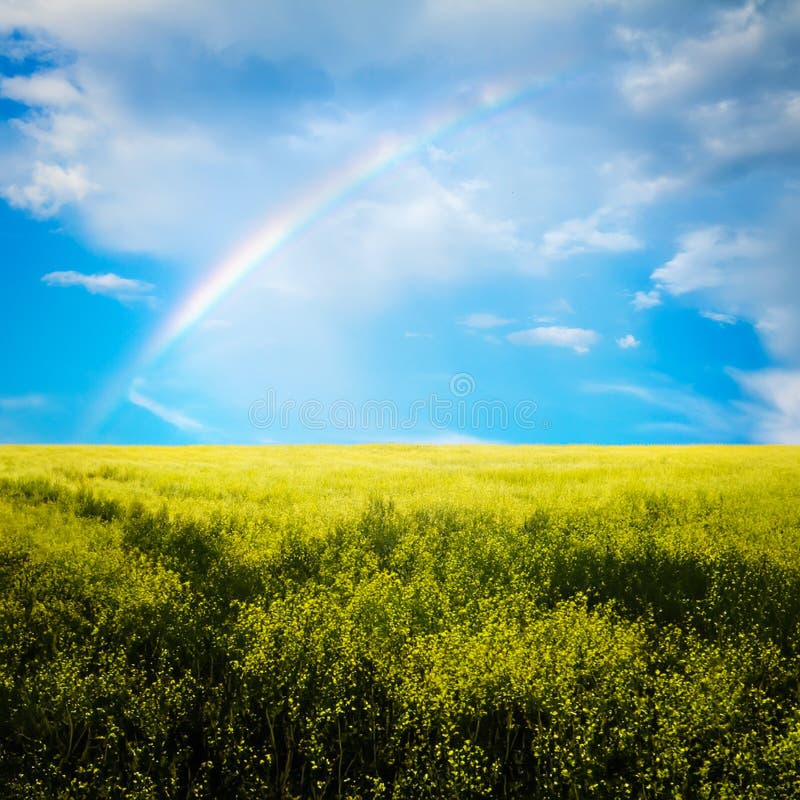 Beautiful summer fields stock image. Image of horizon - 250886119