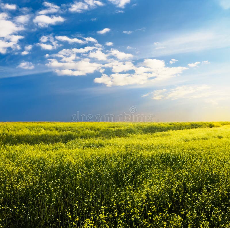 Beautiful summer fields stock image. Image of green - 251087799
