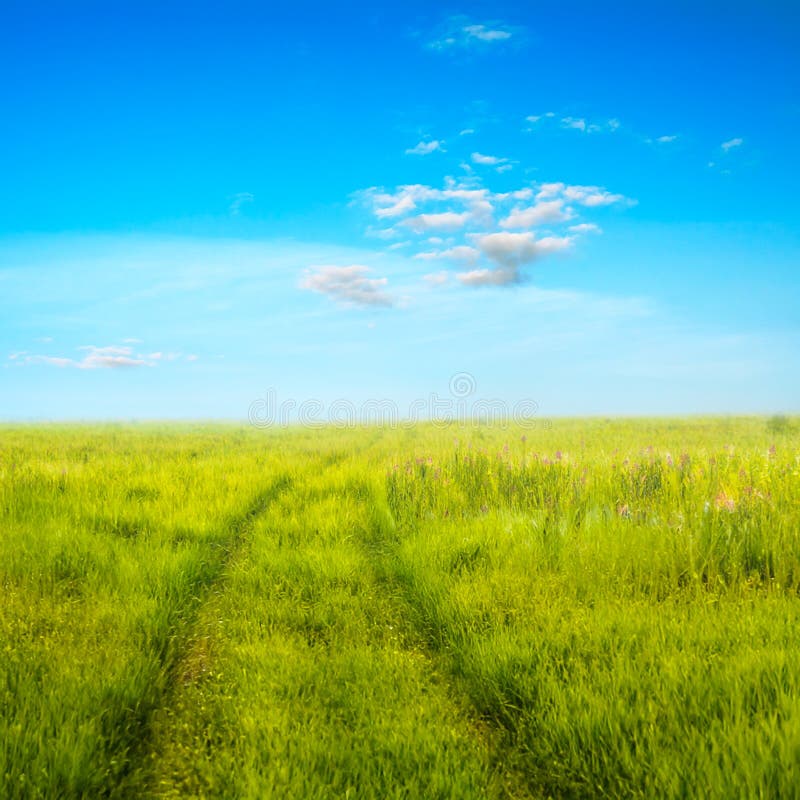 Beautiful summer fields stock image. Image of meadow - 238703033