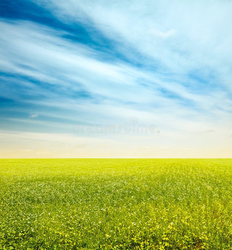 Beautiful summer fields stock image. Image of nature - 239864851