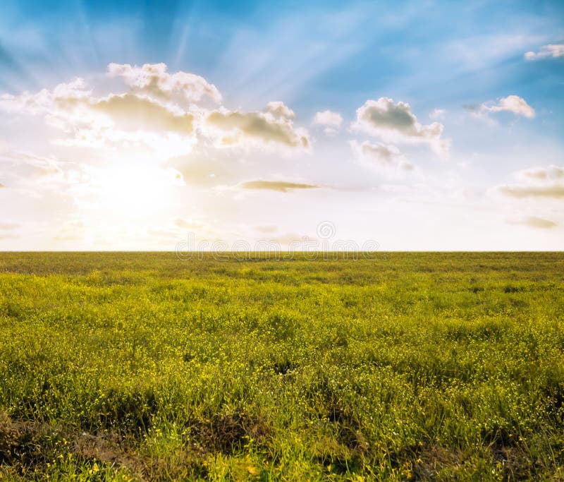 Beautiful summer fields stock photo. Image of peaceful - 240185024