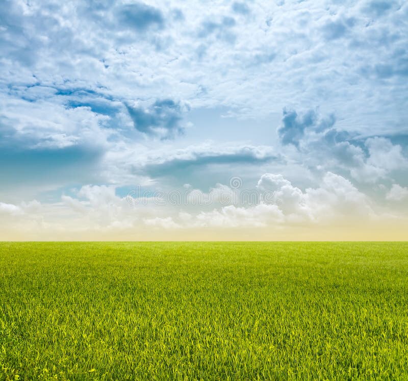 Beautiful summer fields stock image. Image of fresh - 240334041