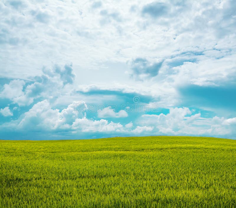 Beautiful summer fields stock image. Image of horizon - 245685319