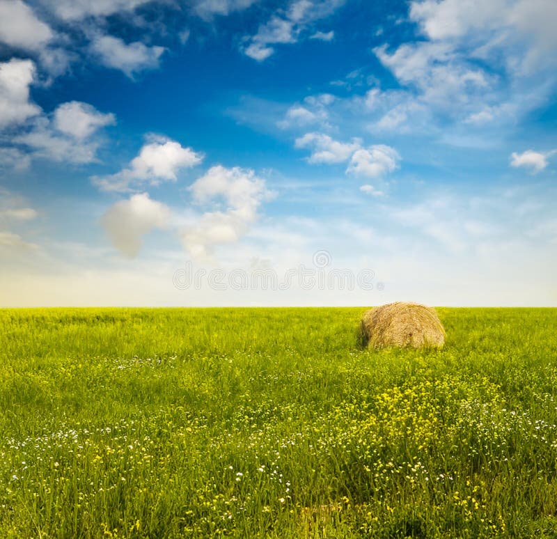 Beautiful summer fields stock image. Image of beauty - 238227821
