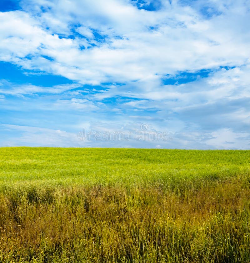 Beautiful summer fields stock image. Image of fresh - 250945847