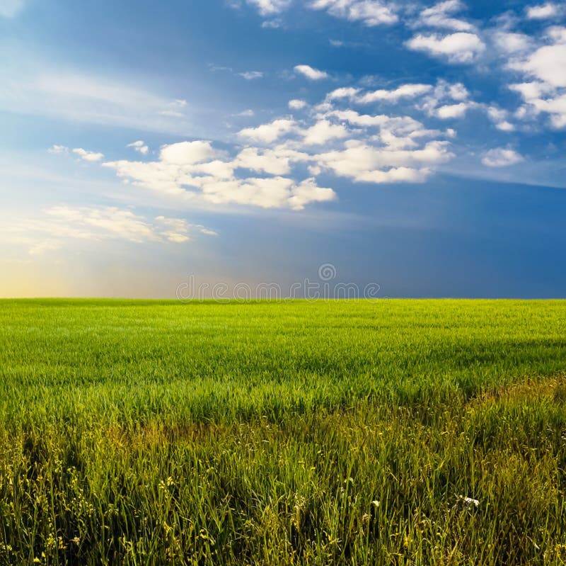 Beautiful summer fields stock photo. Image of summer - 251994818