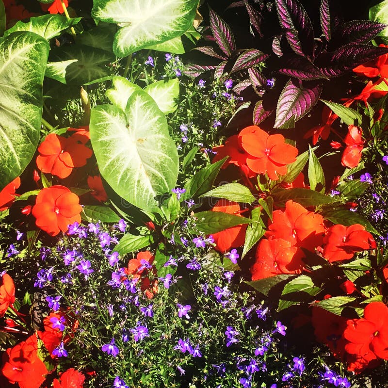 Beautiful Summer Flower Display Stock Photo - Image of garden, flower ...